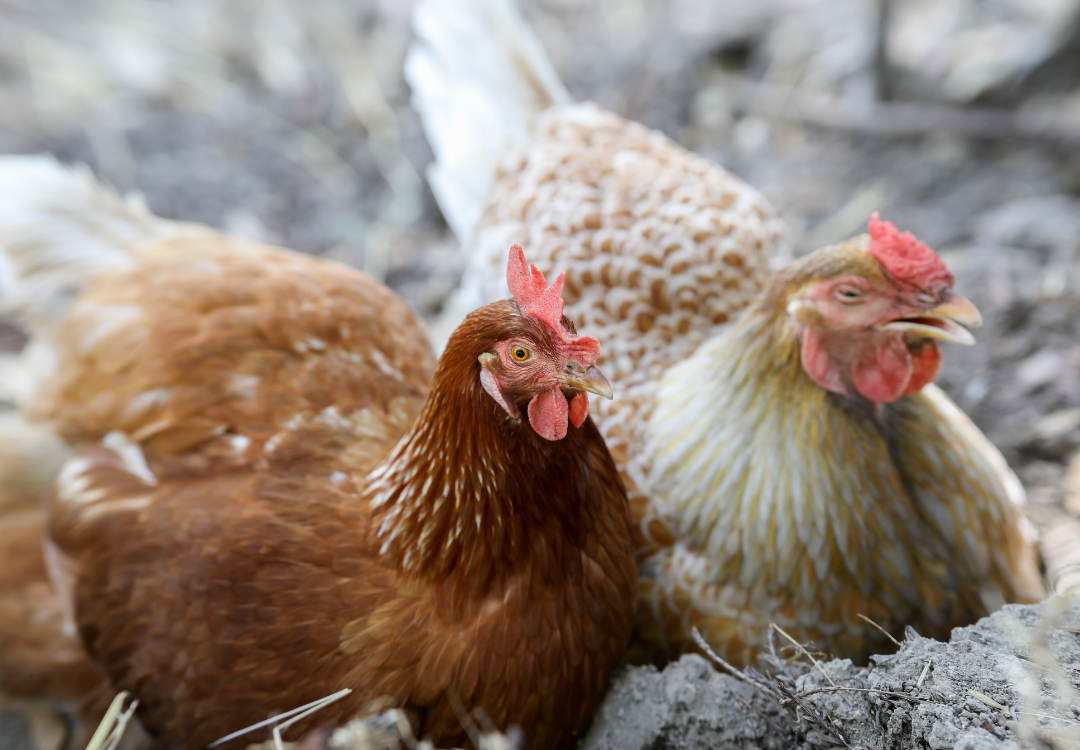 Aggressive Chickens – Essential Oil Vet